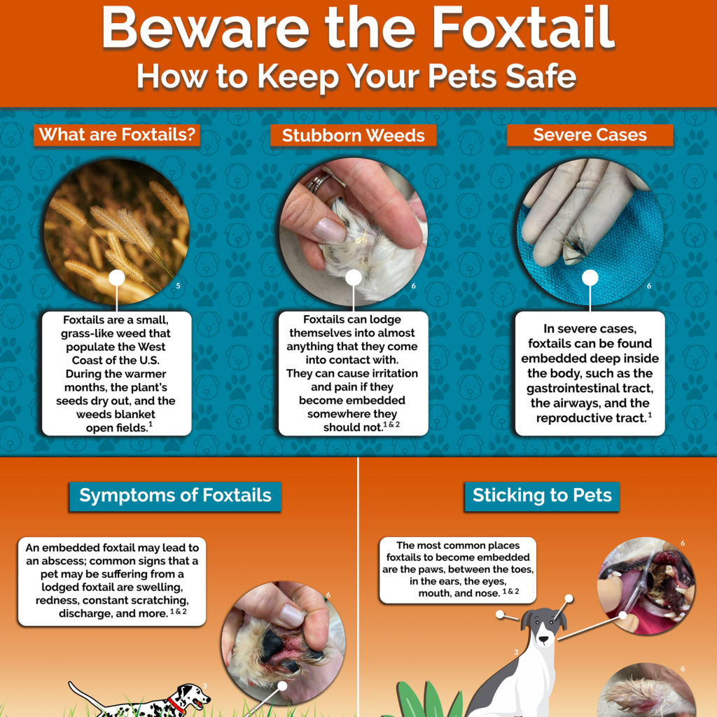 Beware the Foxtails - Lone Mountain Animal Hospital