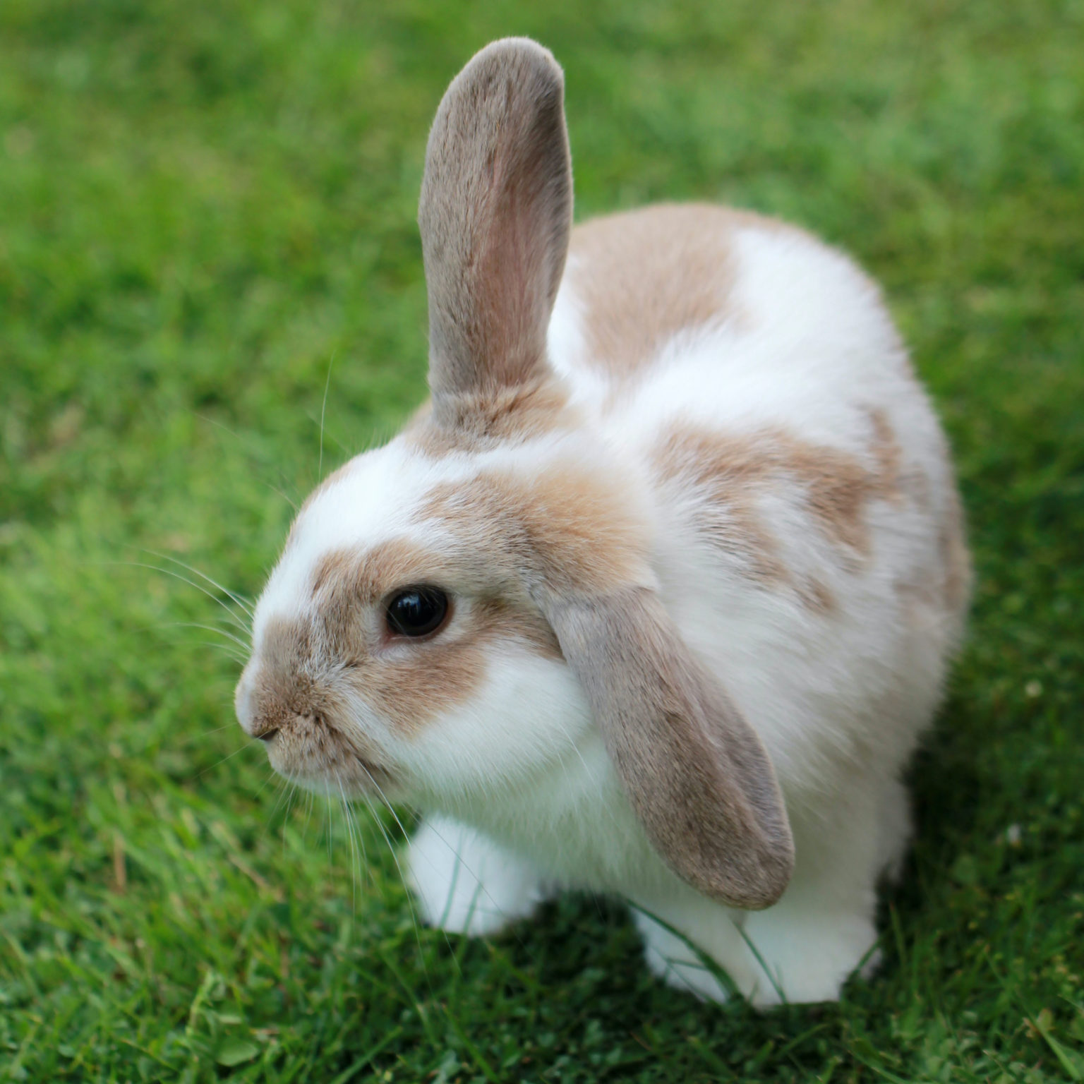 What to know about Rabbit Hemorrhagic Disease Virus (RHDV) - Lone ...