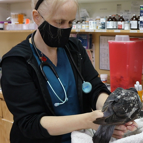 Veterinary Technician Week 2020 - Lone Mountain Animal Hospital