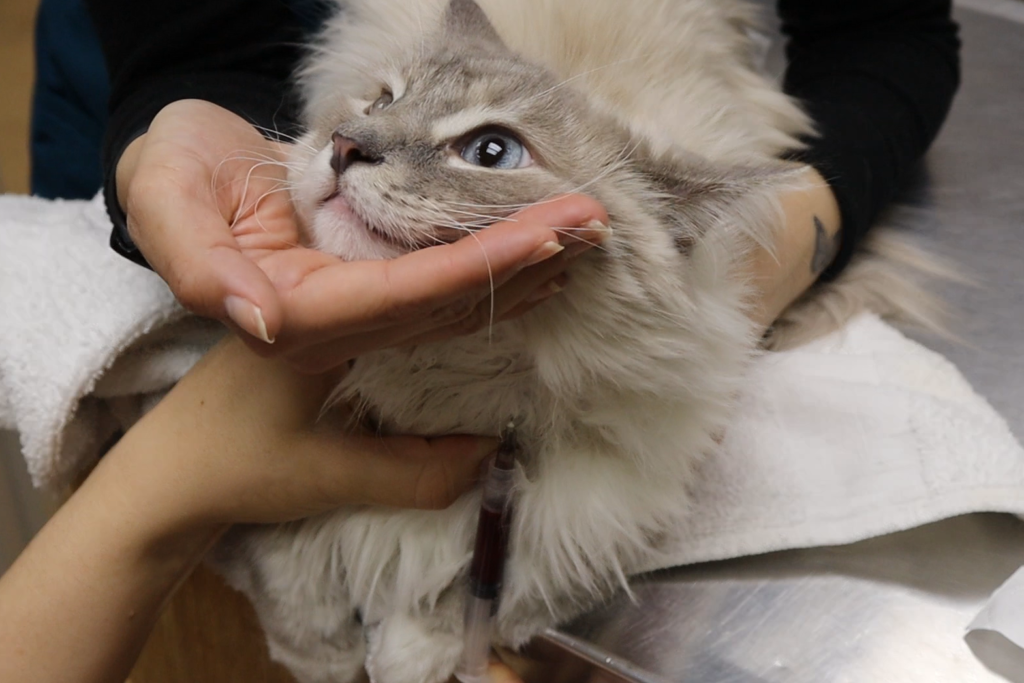 Diagnostic Lab Testing - Lone Mountain Animal Hospital