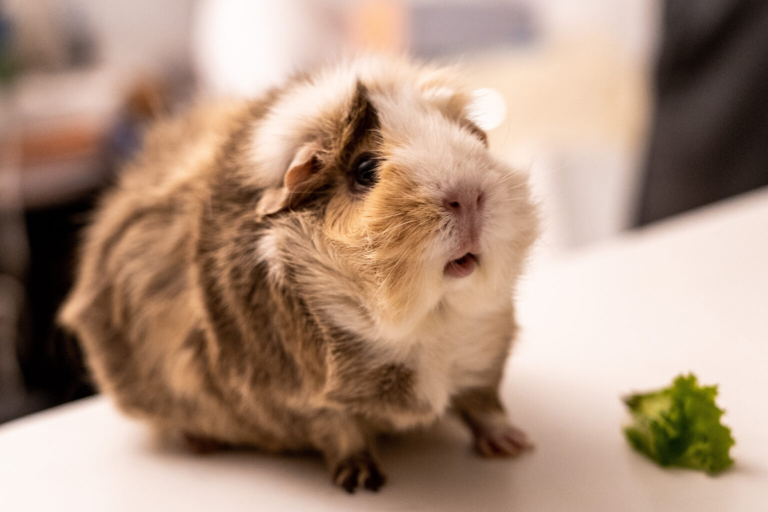 Be on the Lookout for Your Guinea Pig - Lone Mountain Animal Hospital