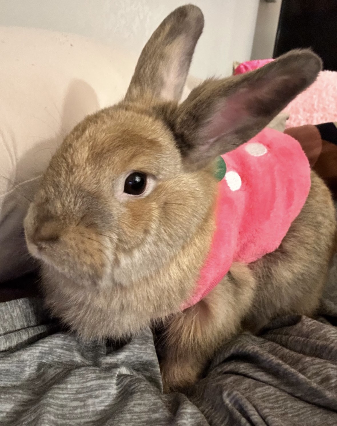 Pet of the Month- July 2024 - Lone Mountain Animal Hospital